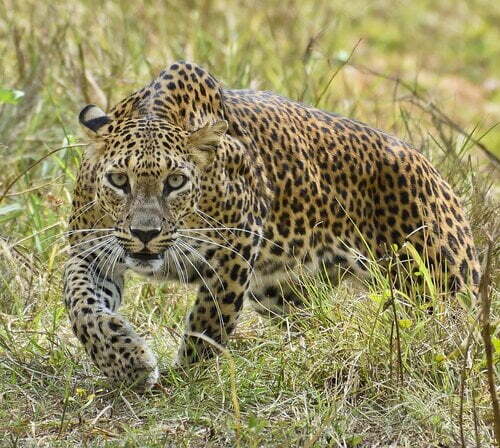 Home - Yala National Park - Sri Lanka | Lepo Safari Official #1