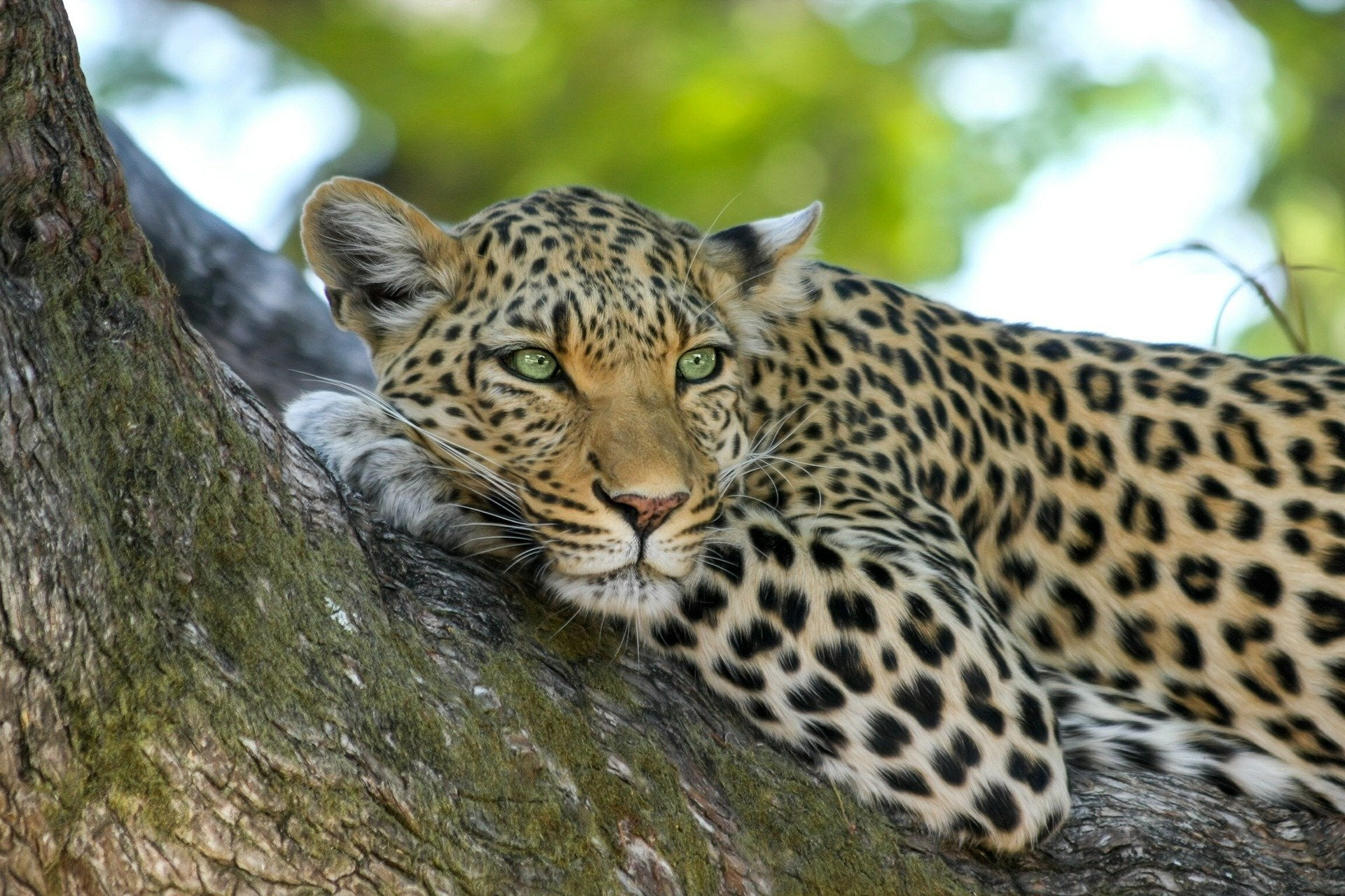 Yala National Park - Yala National Park Safari- Sri Lanka | Official #1